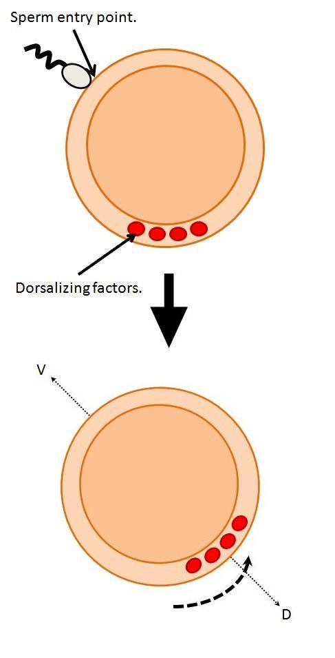 Cortical Rotation :: Bms227projectnrrb